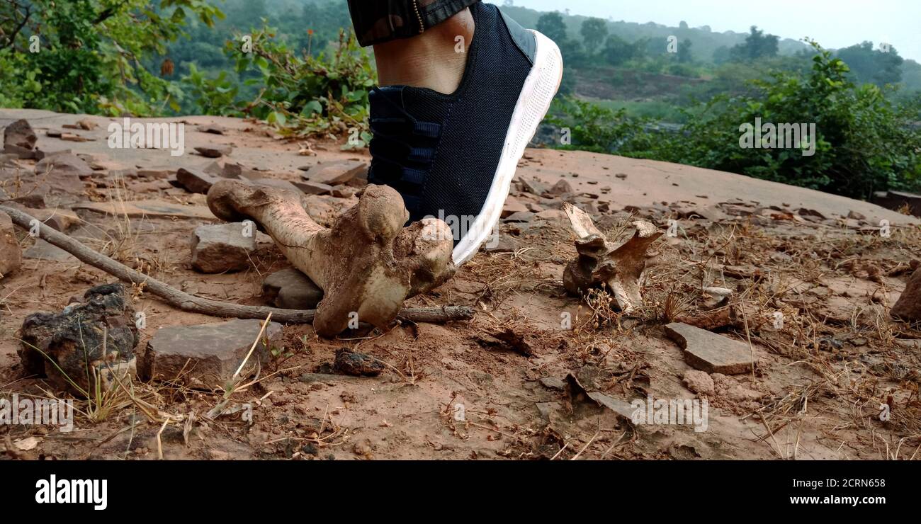 Male foot shoe kicking on Animal skeleton bone kept on rock stone at ...