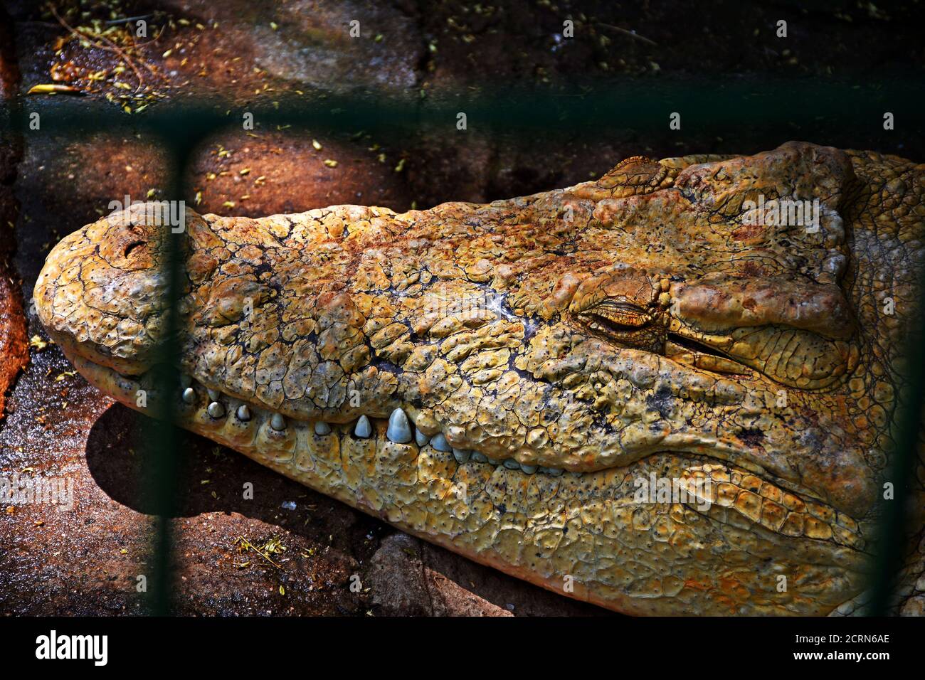 Giant crocodile hi-res stock photography and images - Alamy