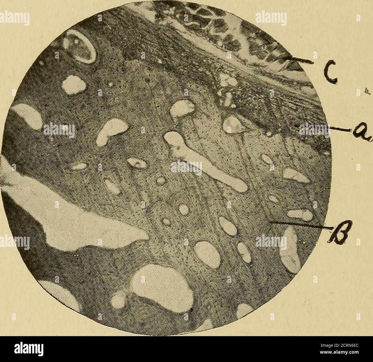 Endosteum Tissue In The Given Diagram Of A Section Of Bone Tissue,