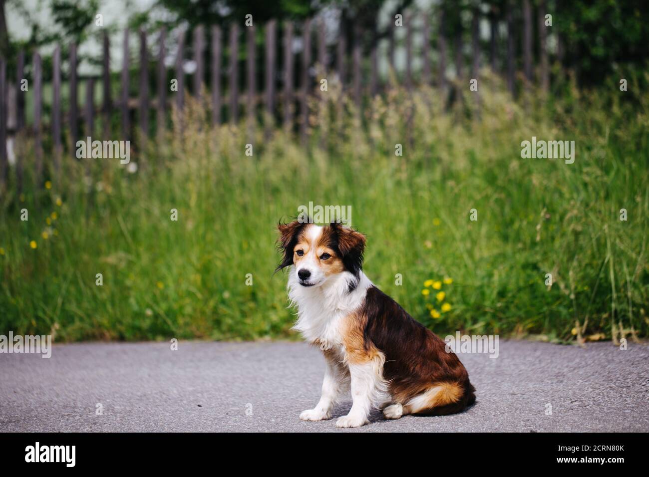 Little dog in the countryside green background village and fence Stock ...