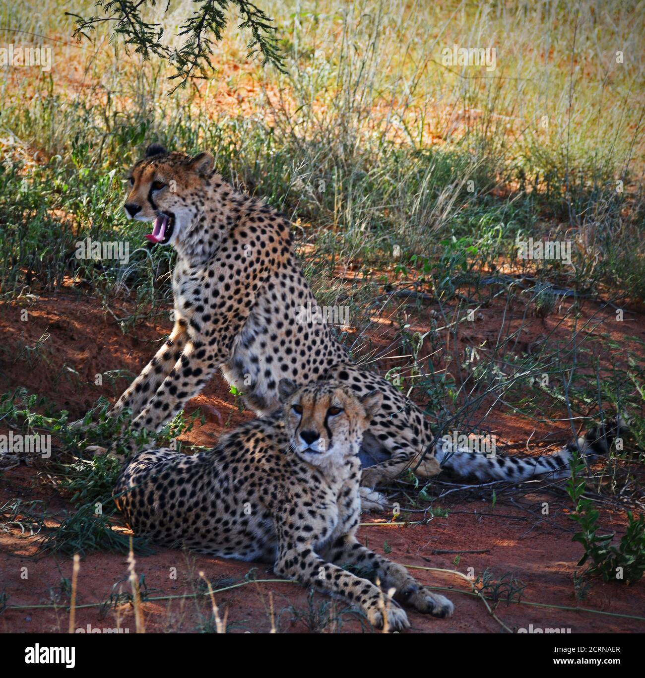Cheetah pack hi-res stock photography and images - Alamy