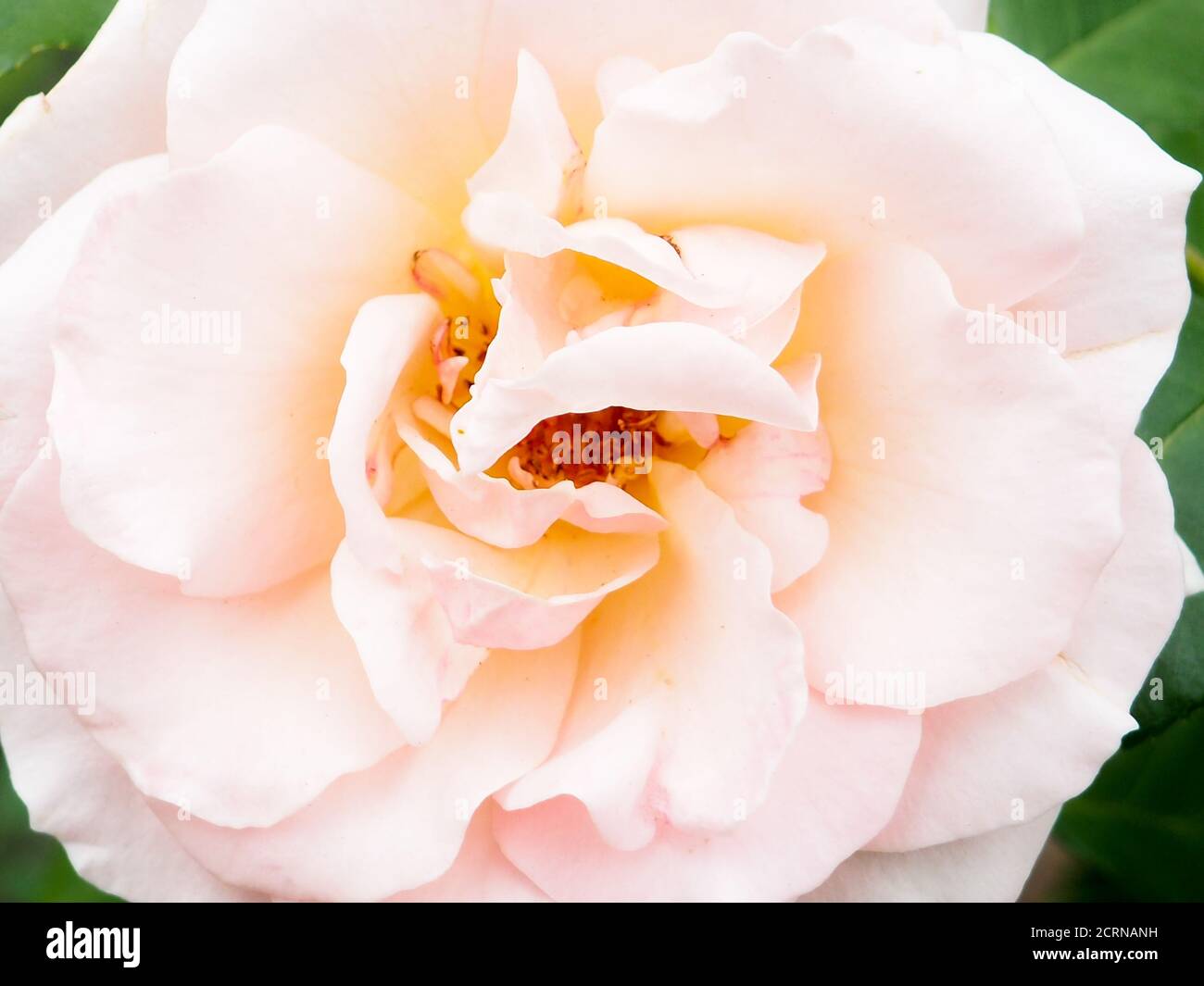 Soft pastel flower bouquet hi-res stock photography and images - Alamy