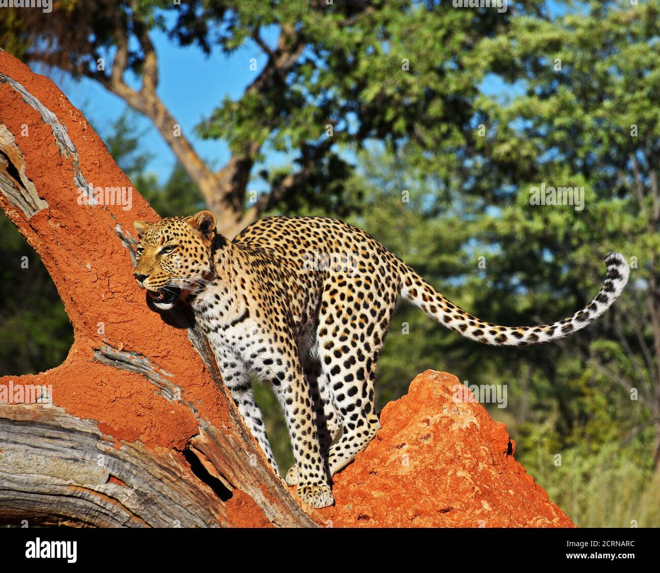 Leopard In Okinjima Reserve In Namibia Stock Photo Alamy leopard-in-okinjima-reserve-in-namibia-stock-photo-alamy