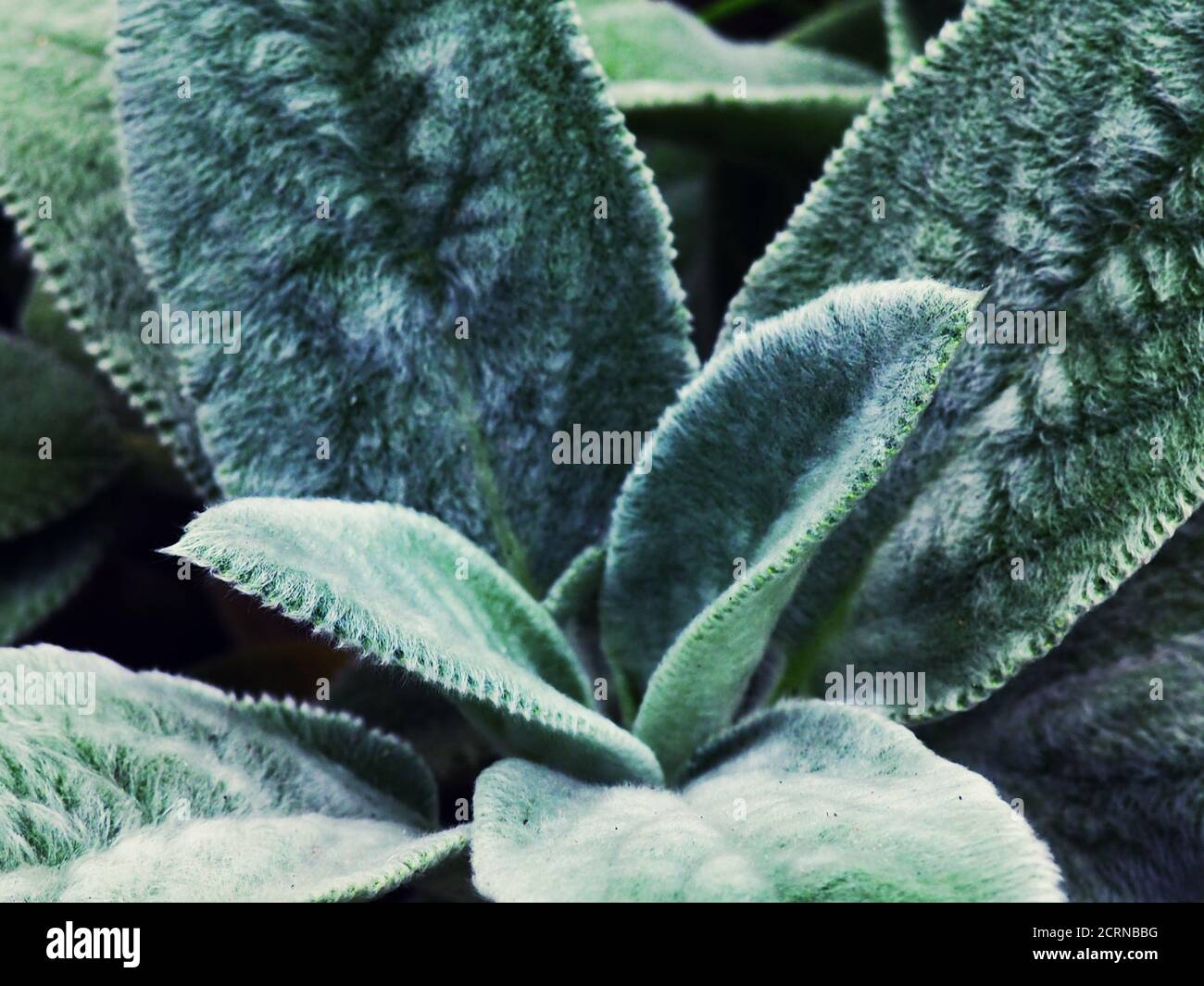 Lambs ear soft furry plant hi-res stock photography and images - Alamy