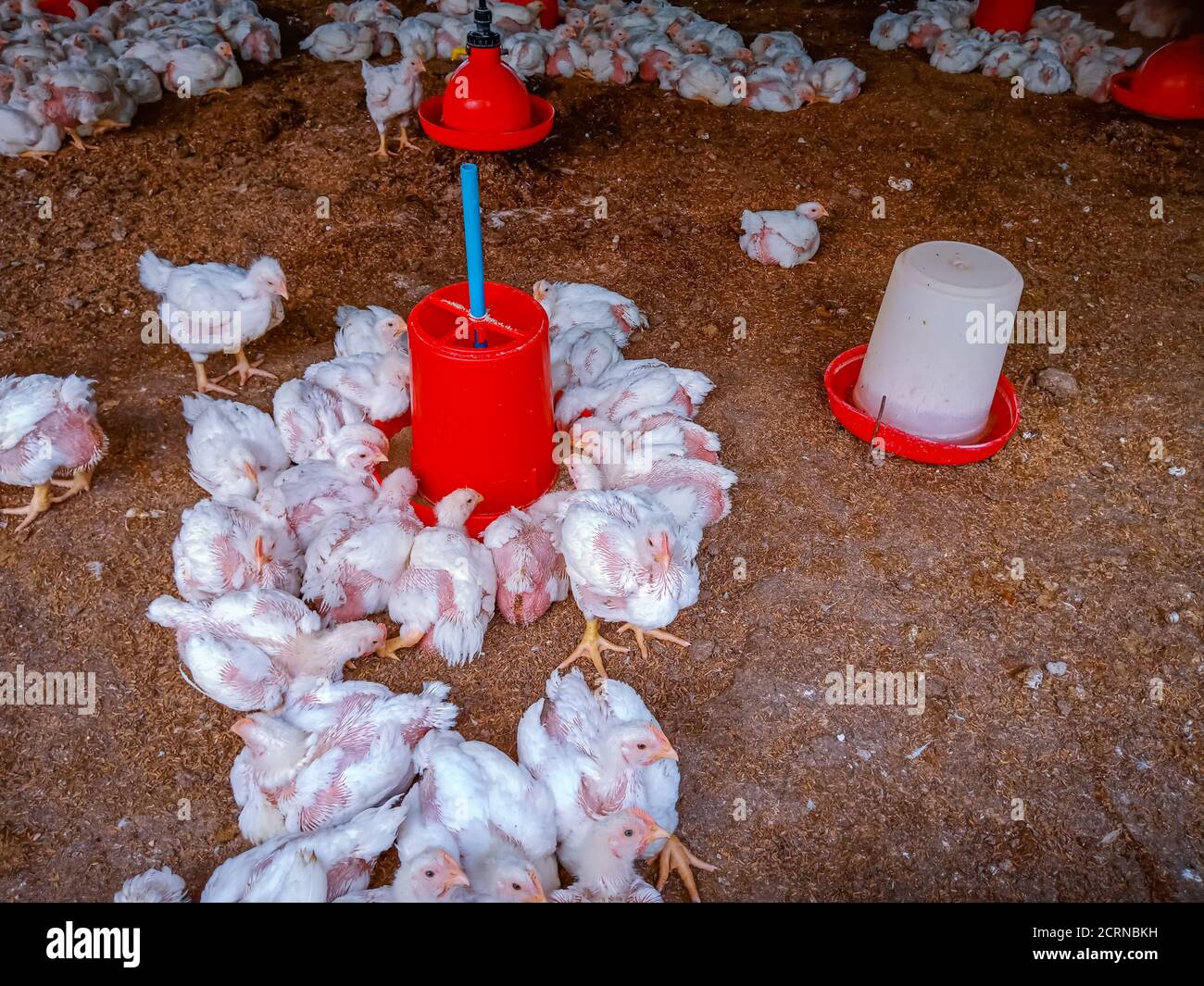 Indoors asian chicken farm, chicken feeding Stock Photo - Alamy