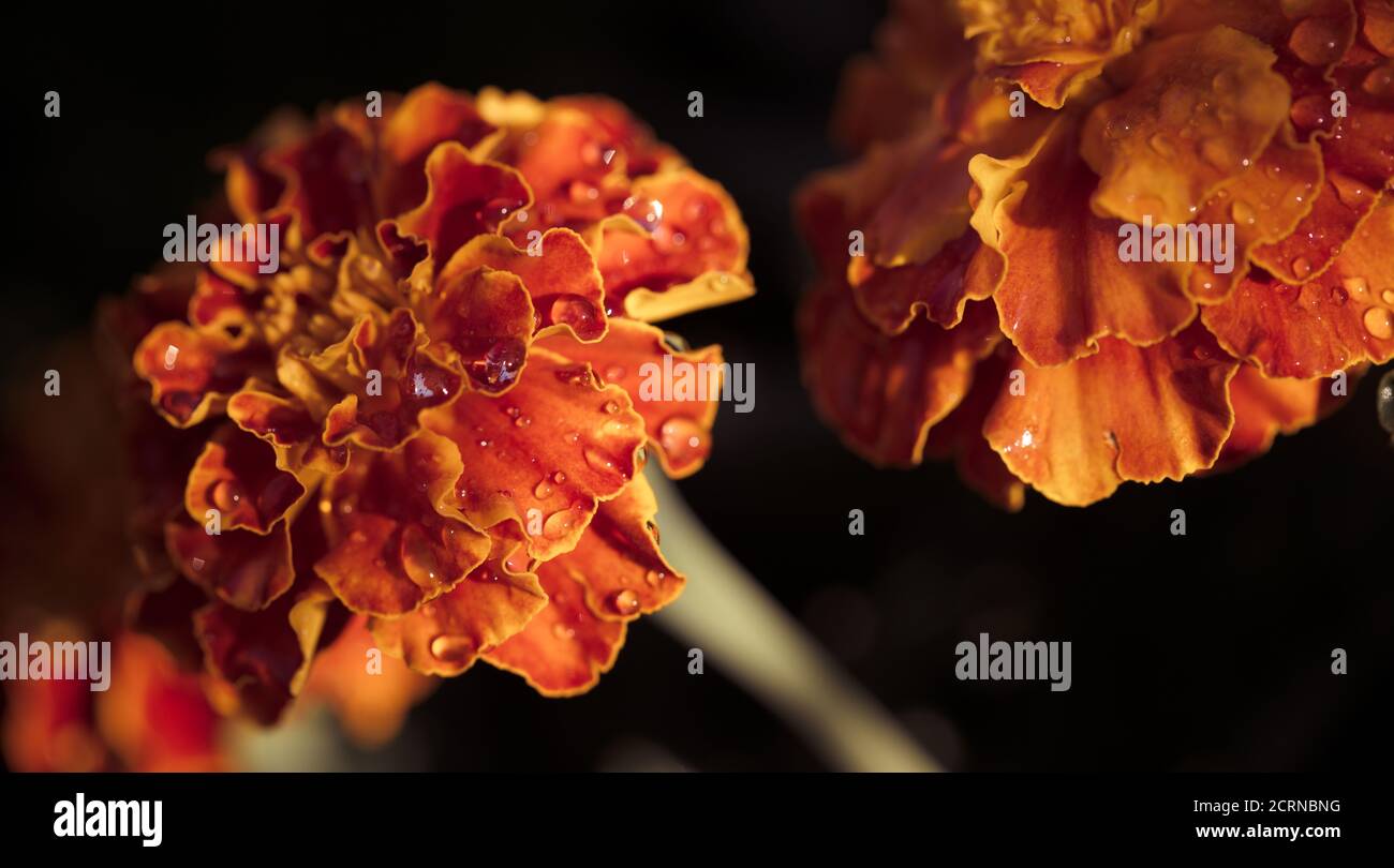natural landscape, growing marigold flowers close-up Stock Photo - Alamy