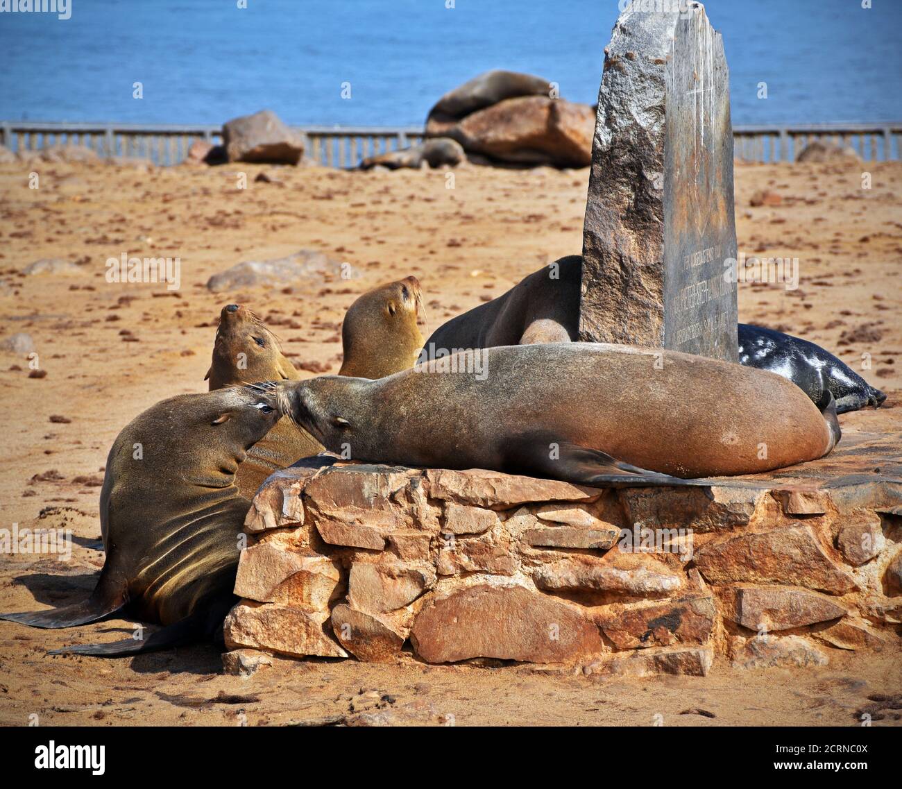 Smelly seals hi-res stock photography and images - Alamy