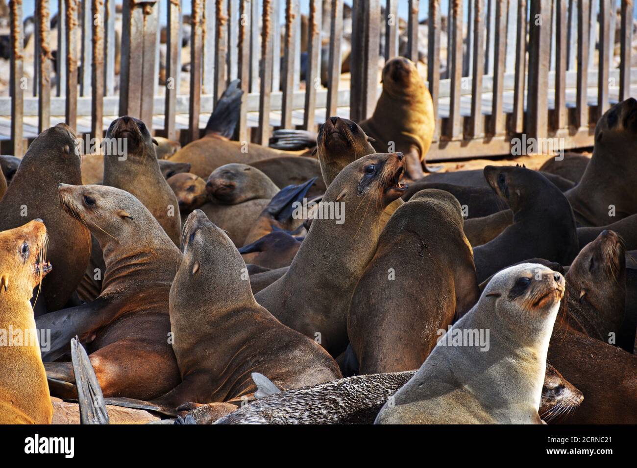 Smelly seals hi-res stock photography and images - Alamy