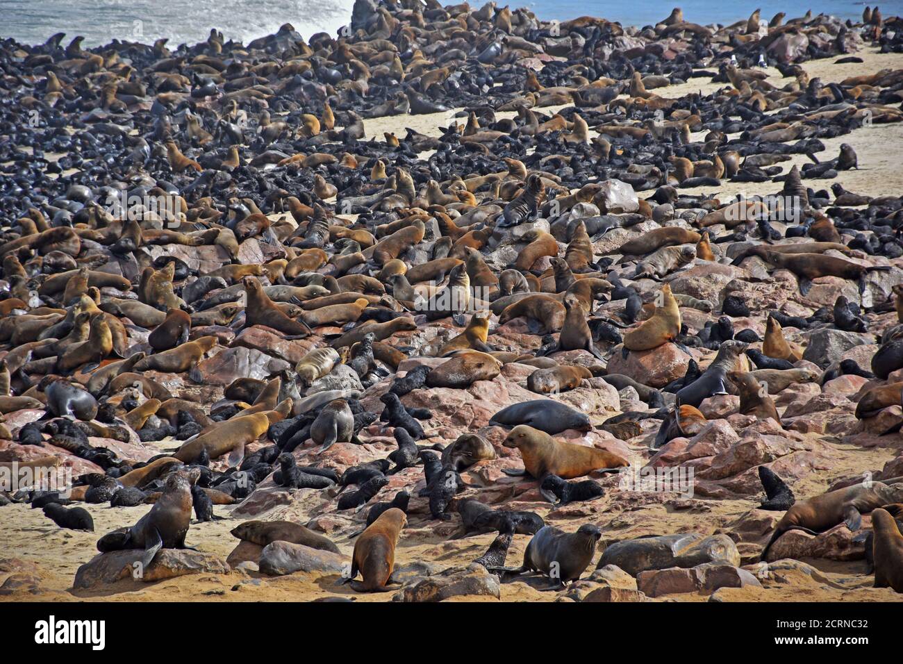 Cape Cross Seal Colony Stock Photo - Alamy