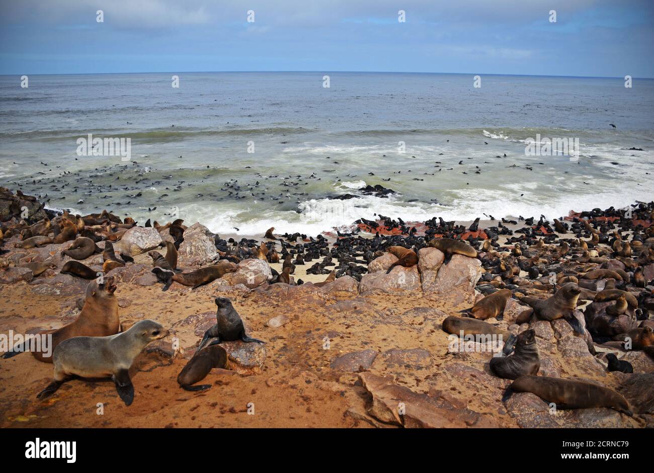 Cape Cross Seal Colony Stock Photo - Alamy