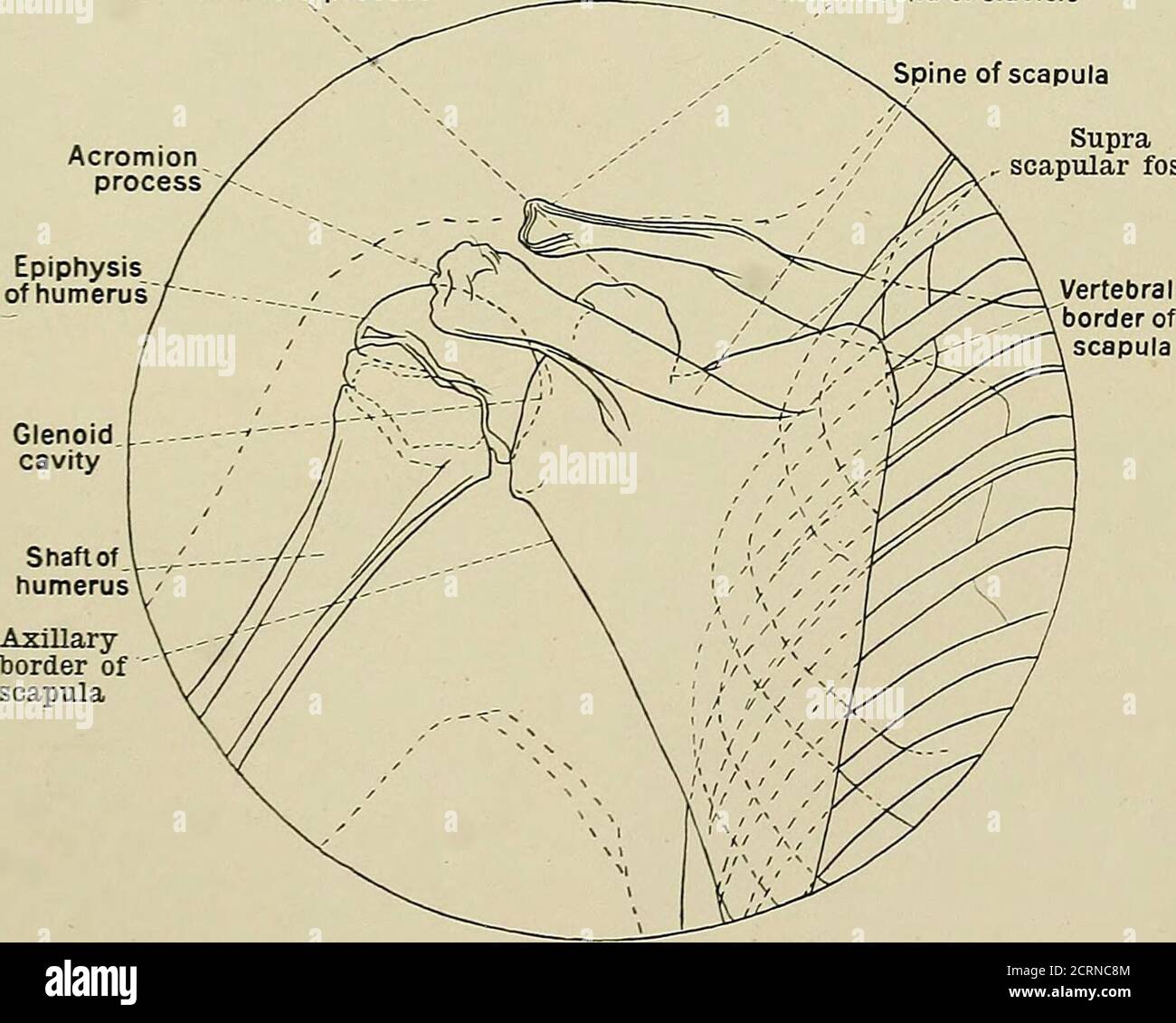 . Radiography and radio-therapeutics . Fig. 205. Normal shoulder (12 ...