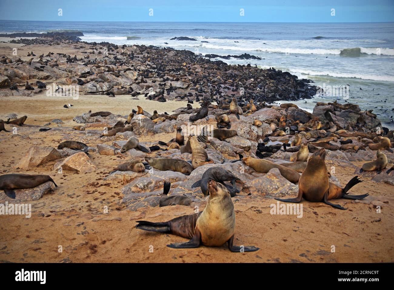 Cape Cross Seal Colony Stock Photo - Alamy