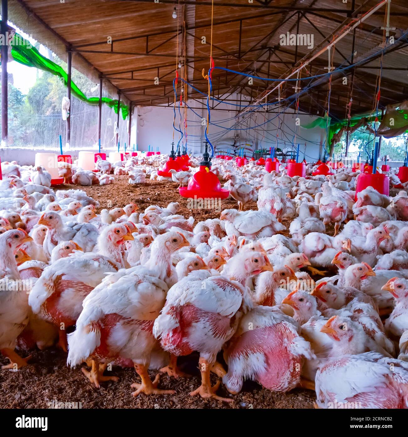 Domestic white chicken drink water from drinking bowl at poultry farm ...