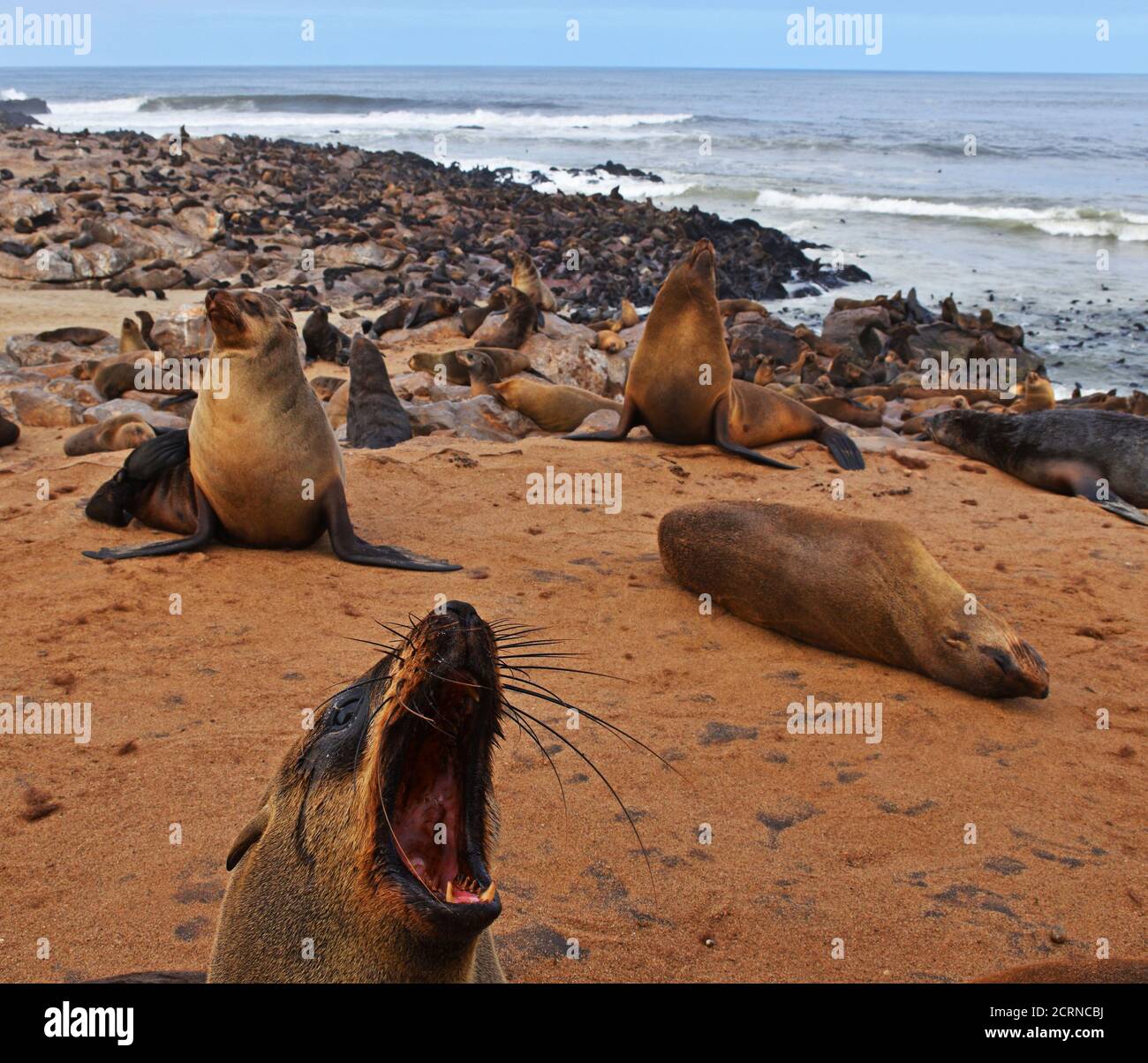 Cape Cross Seal Colony Stock Photo - Alamy
