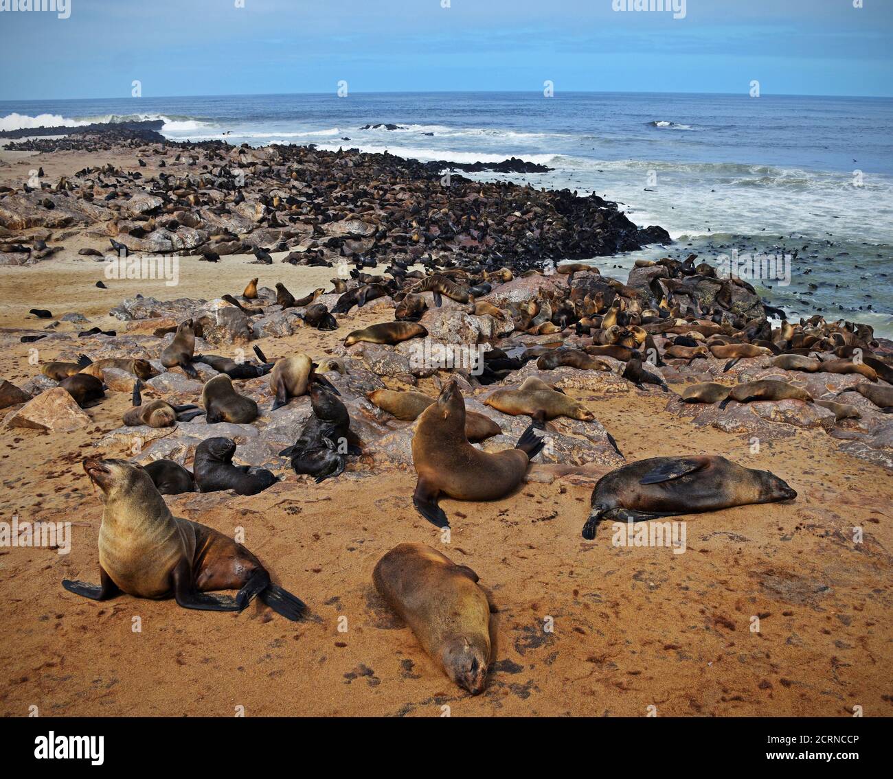 Smelly seals hi-res stock photography and images - Alamy