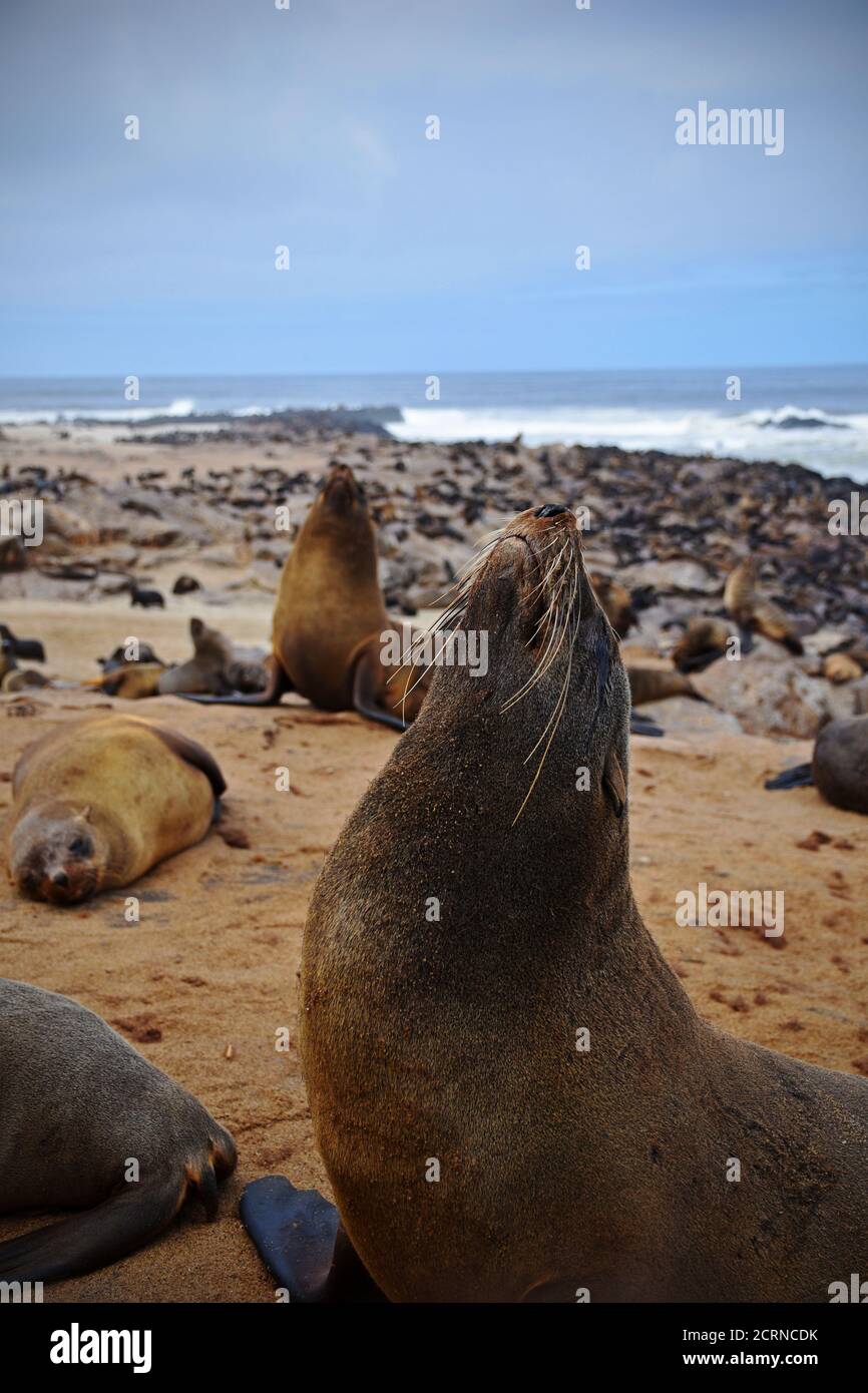 Cape Cross Seal Colony Stock Photo - Alamy