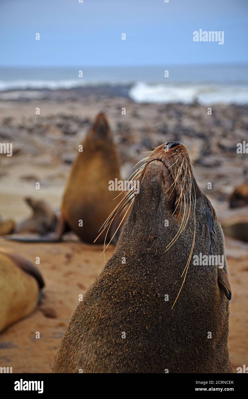 Cape Cross Seal Colony Stock Photo - Alamy