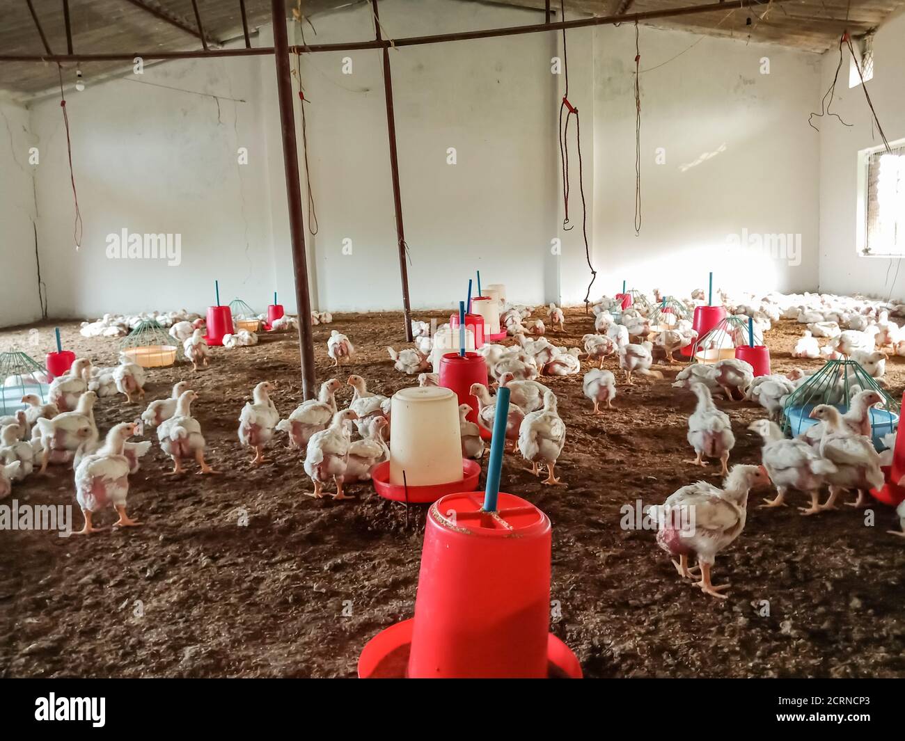 Domestic white chicken drink water from drinking bowl at poultry farm ...