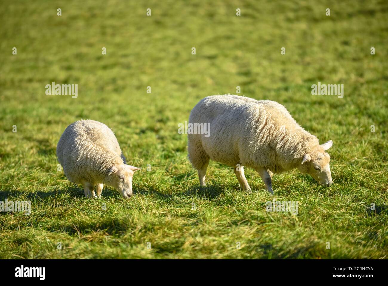Animal farm agriculture hi-res stock photography and images - Alamy