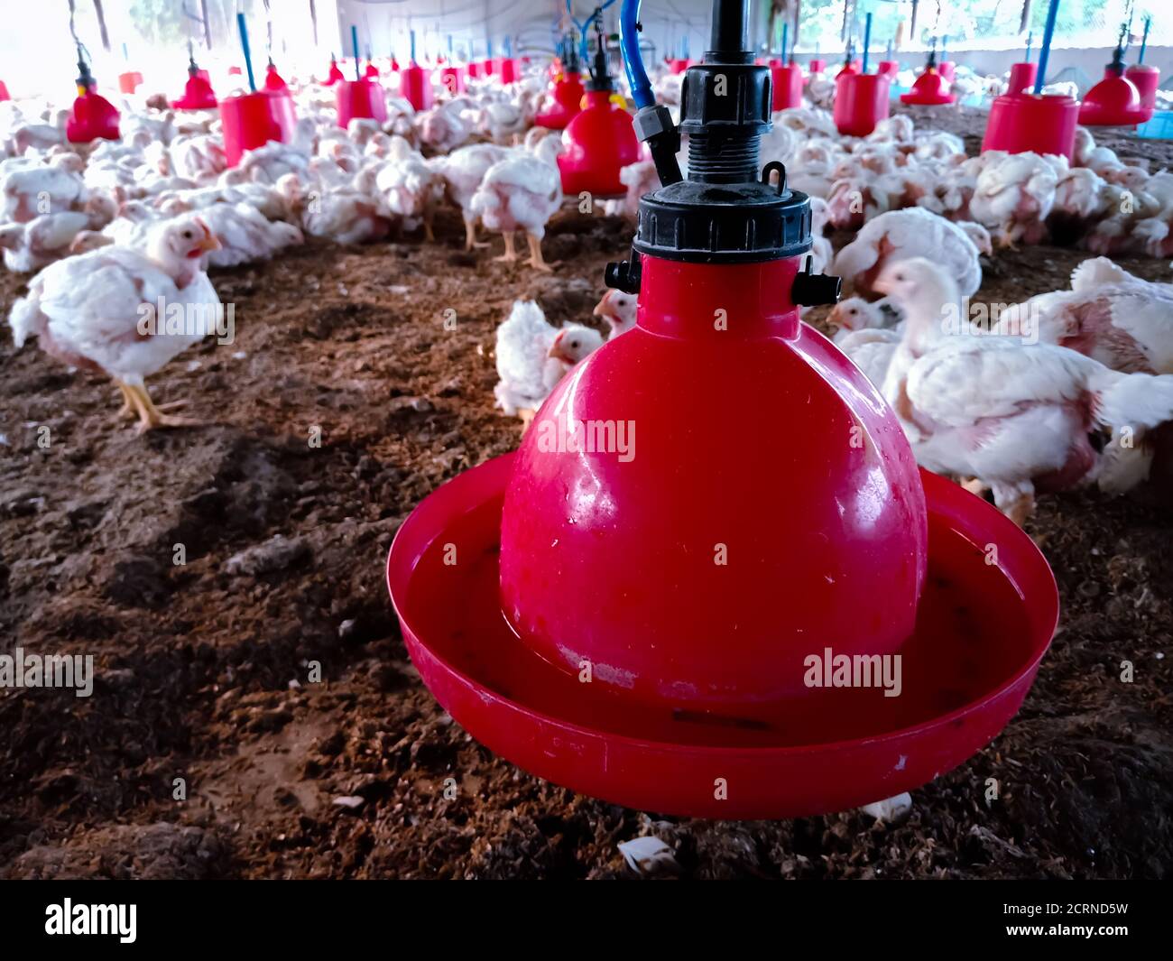 white hens are sitting in aviaries on a poultry farm, a farm for ...