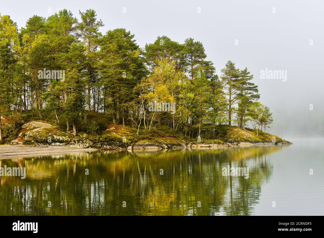 Norwegian landscape, lake and trees in fog Stock Photo - Alamy