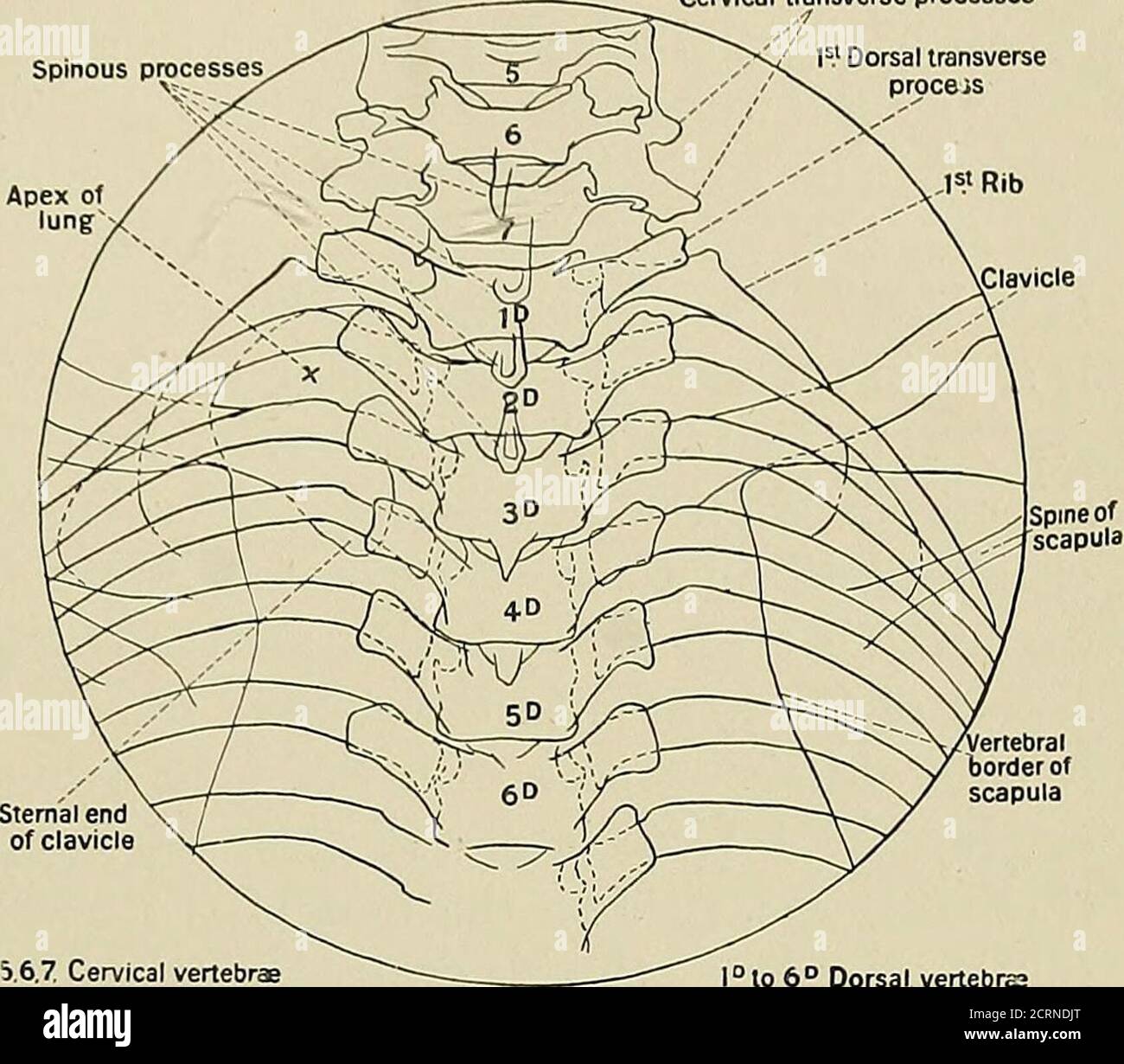Transverse processes of cervical vertebrae hi-res stock photography and ...