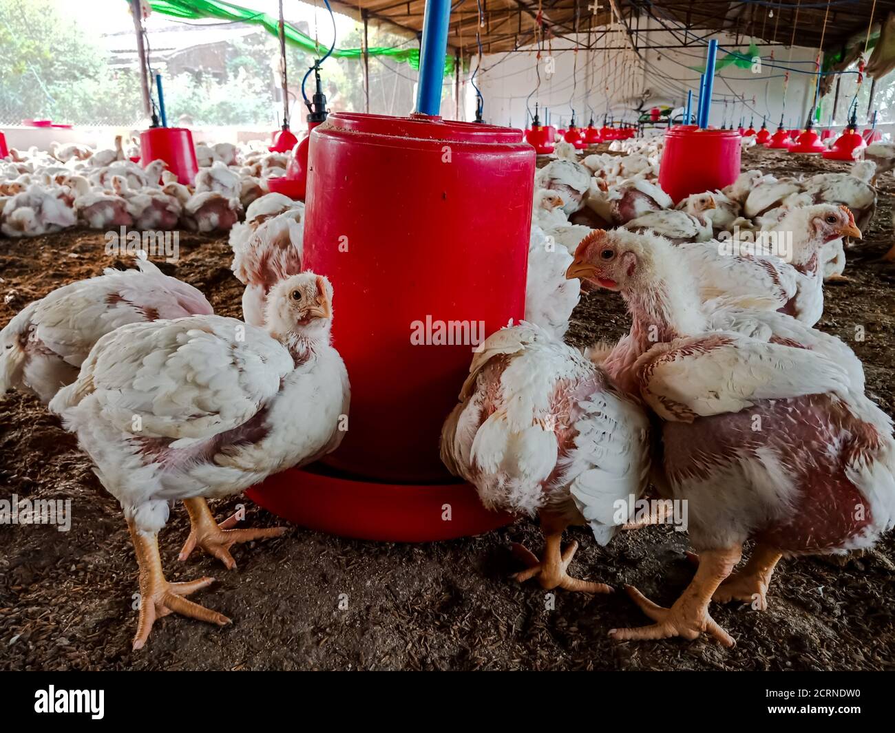 Indian hens are sitting in aviaries on a poultry farm, a farm for ...