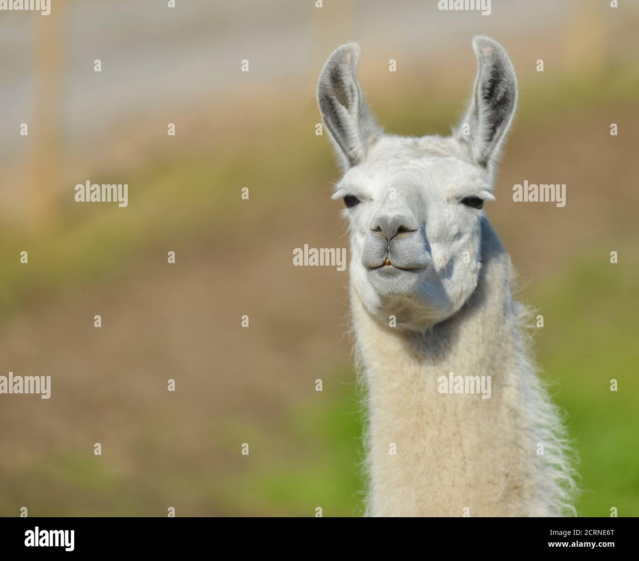 animal portrait of llama, head closeup Stock Photo - Alamy