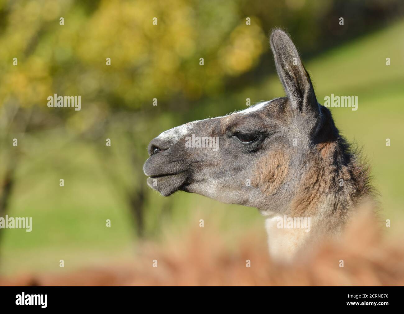 animal portrait of llama, head closeup Stock Photo - Alamy