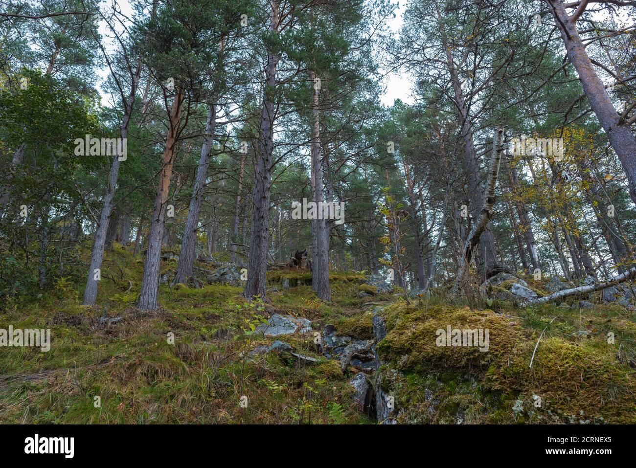 landscape of mountain forest, nature of Norway in summer Stock Photo ...