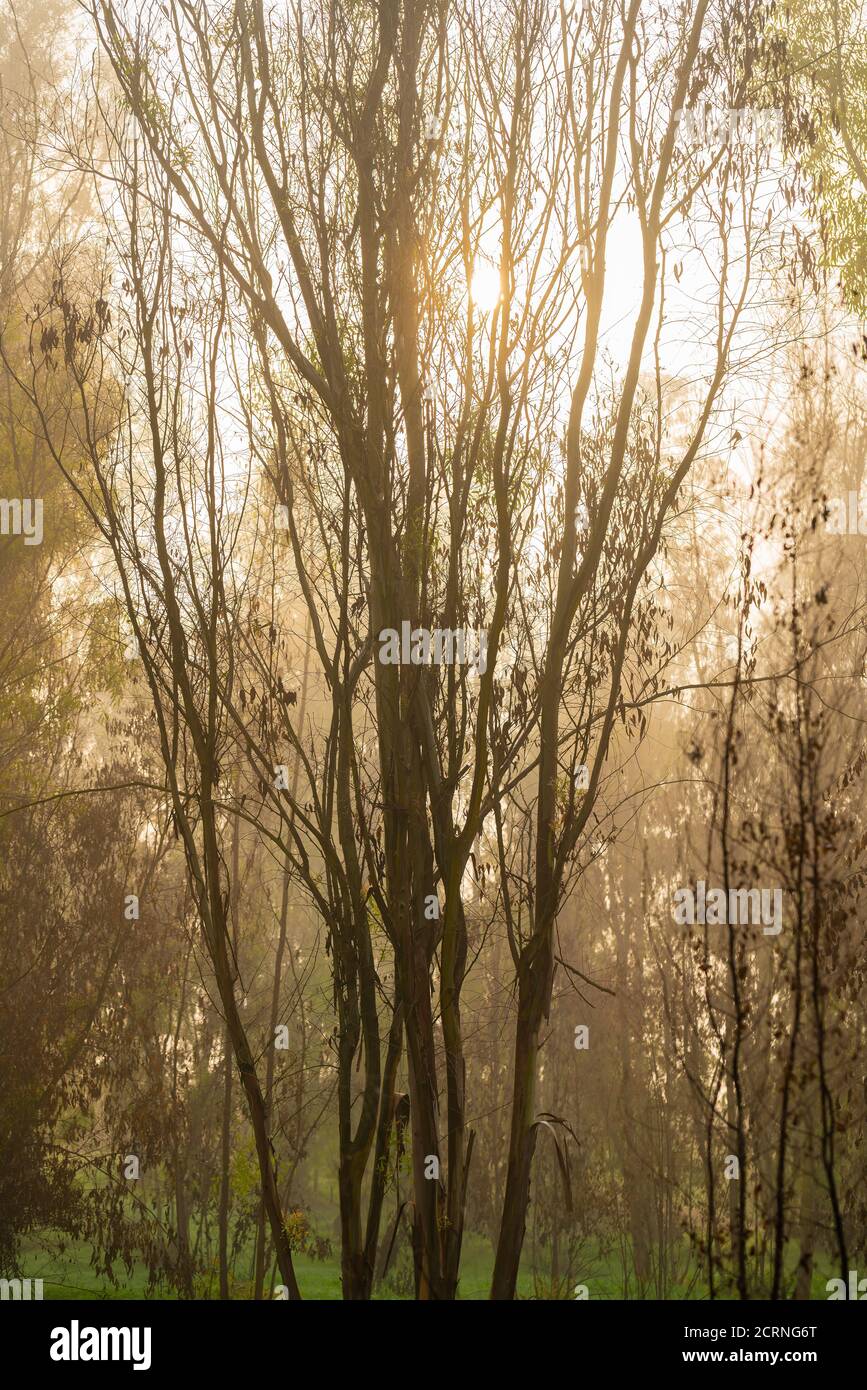 countryside landscape, autumn forest trees without foliage Stock Photo ...