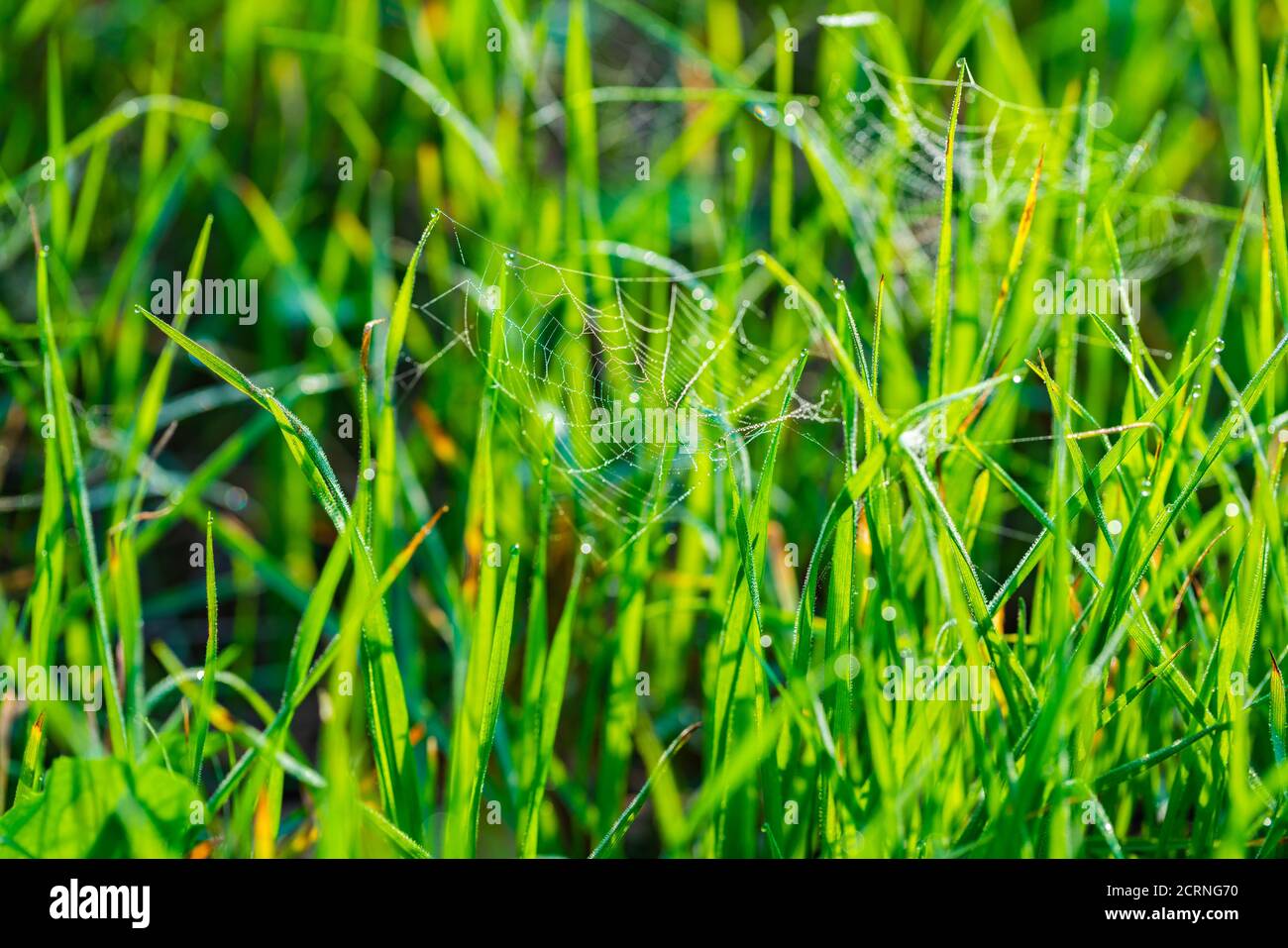 nature background, spider web in green grass Stock Photo - Alamy