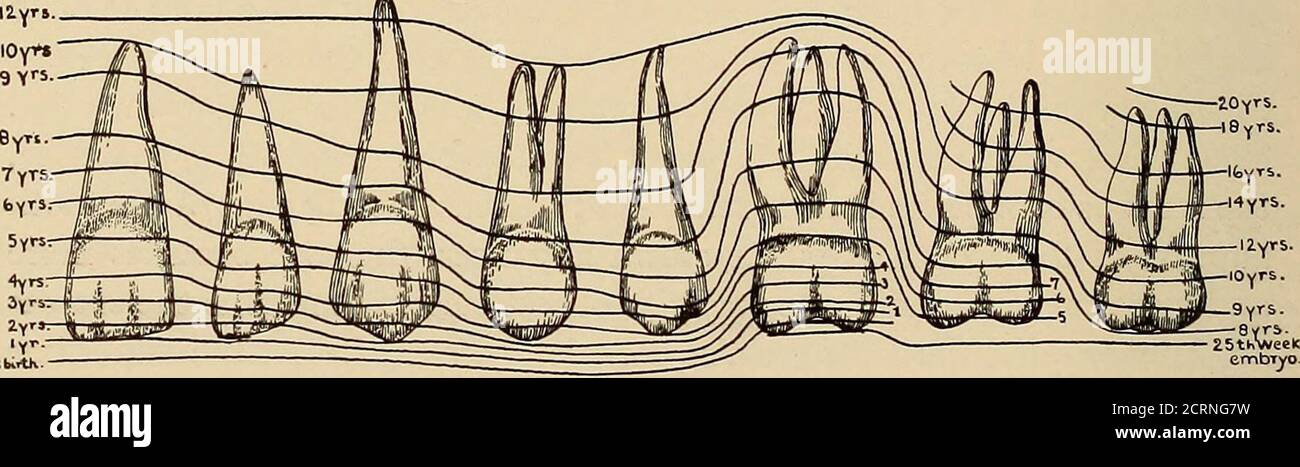 Oral Roentgenology : a Roentgen study of the anatomy and pathology of ...