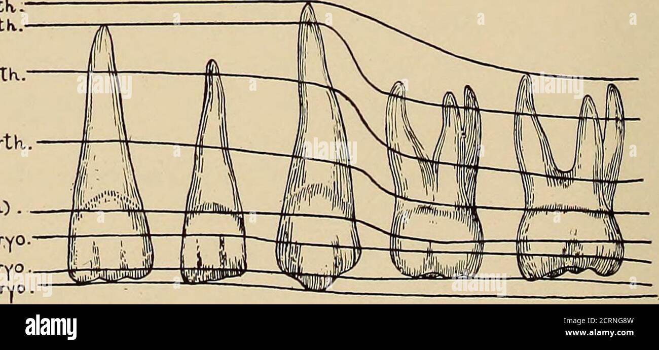 Fetal tooth hi-res stock photography and images - Alamy