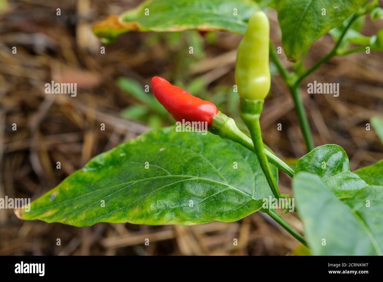 Ripe and unripe chillies on the plant Stock Photo - Alamy