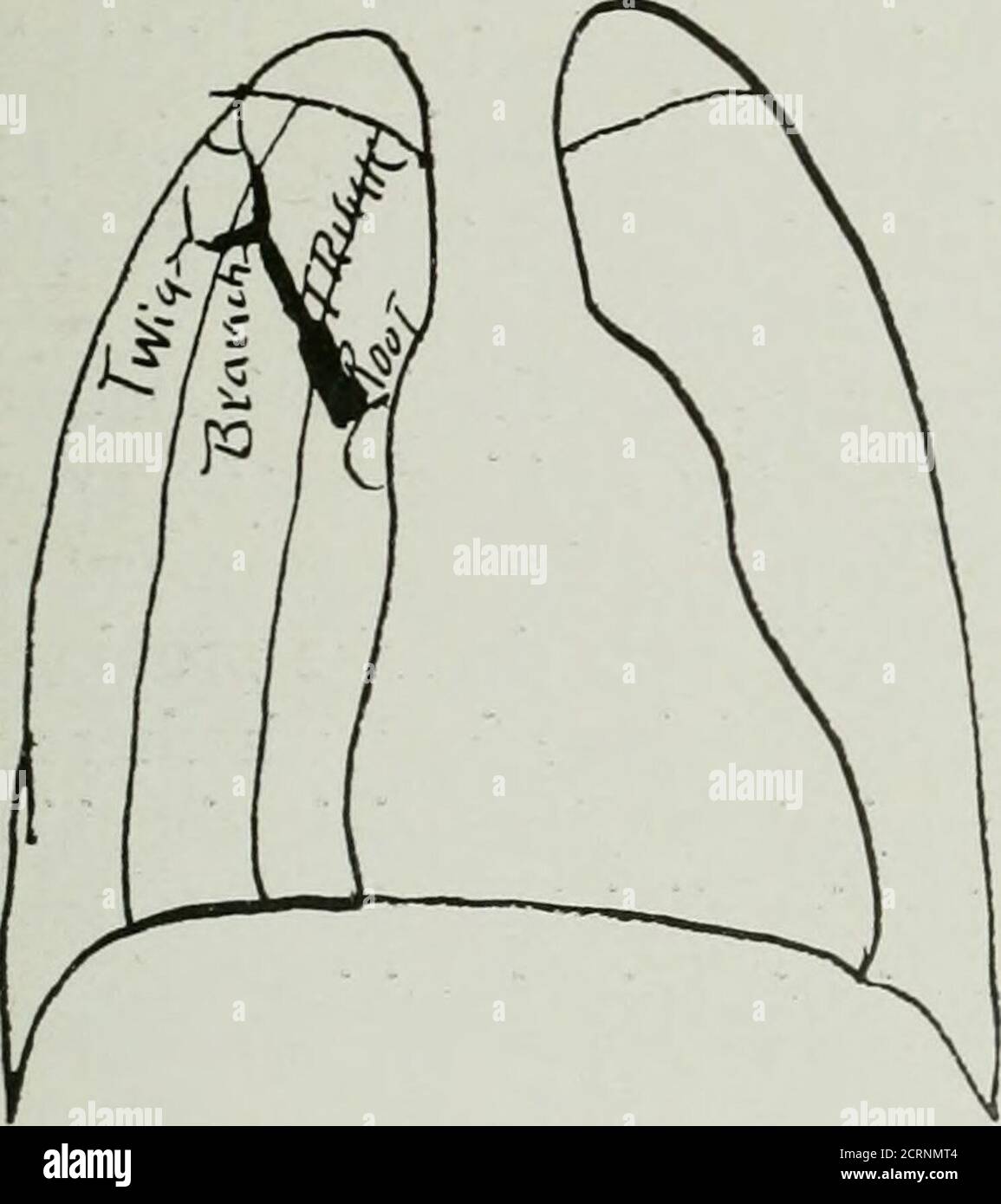 Rav triangular hi-res stock photography and images - Alamy