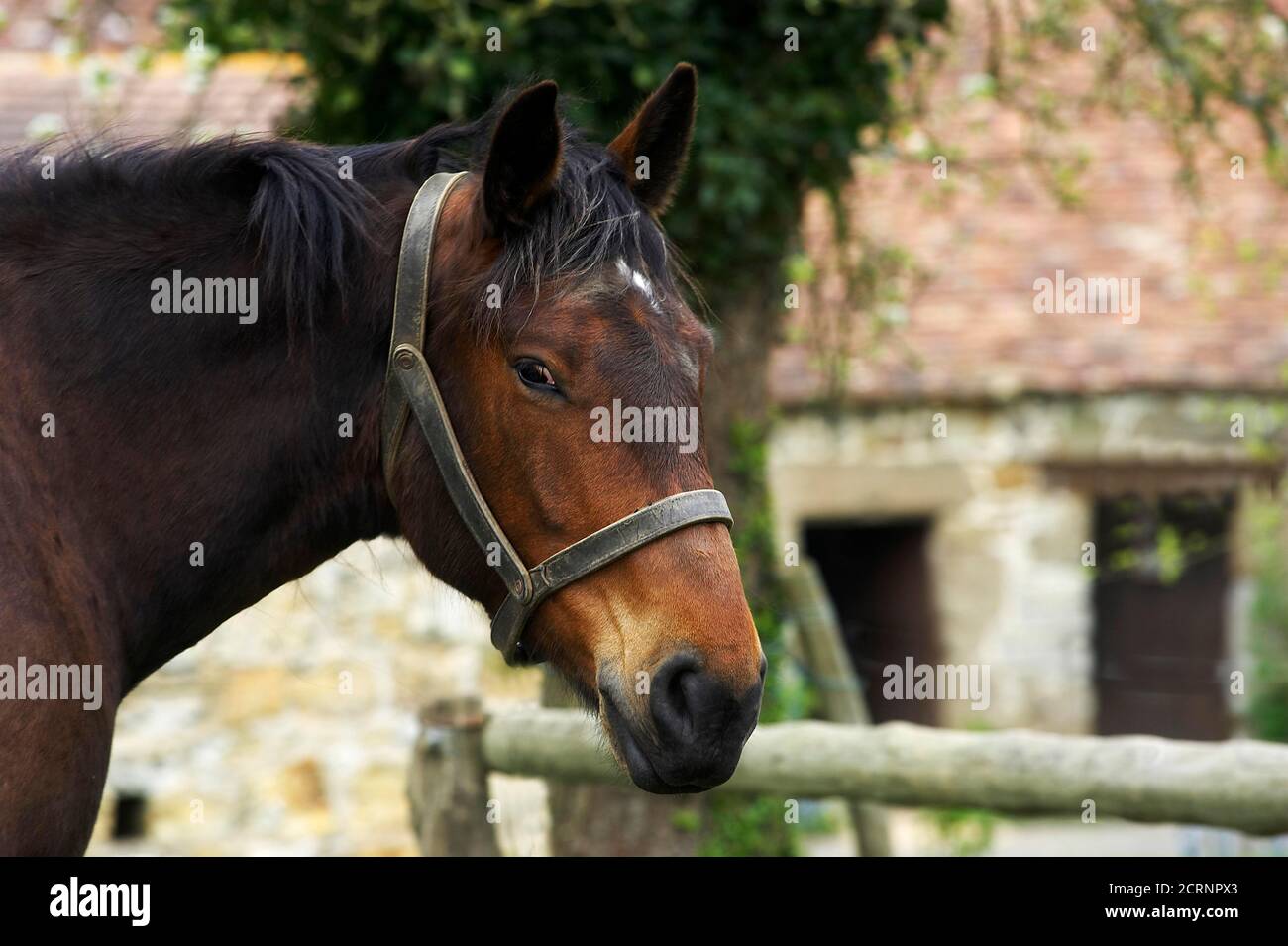 Cob normand horse hi-res stock photography and images - Alamy