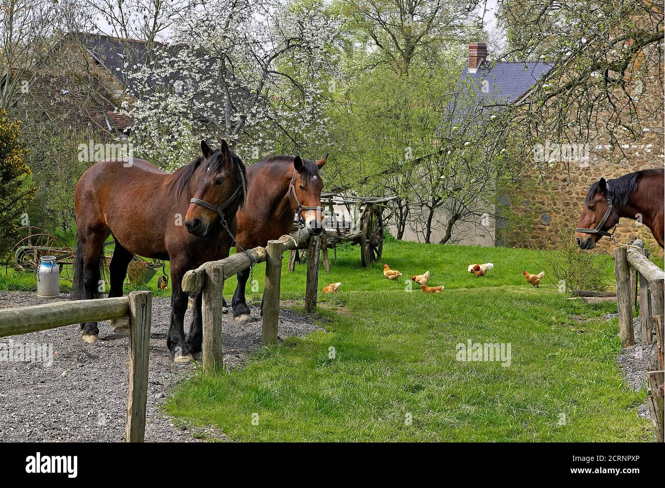 Cob Normand Horse at Farm, a Draft horse Breed from Normandy Stock ...
