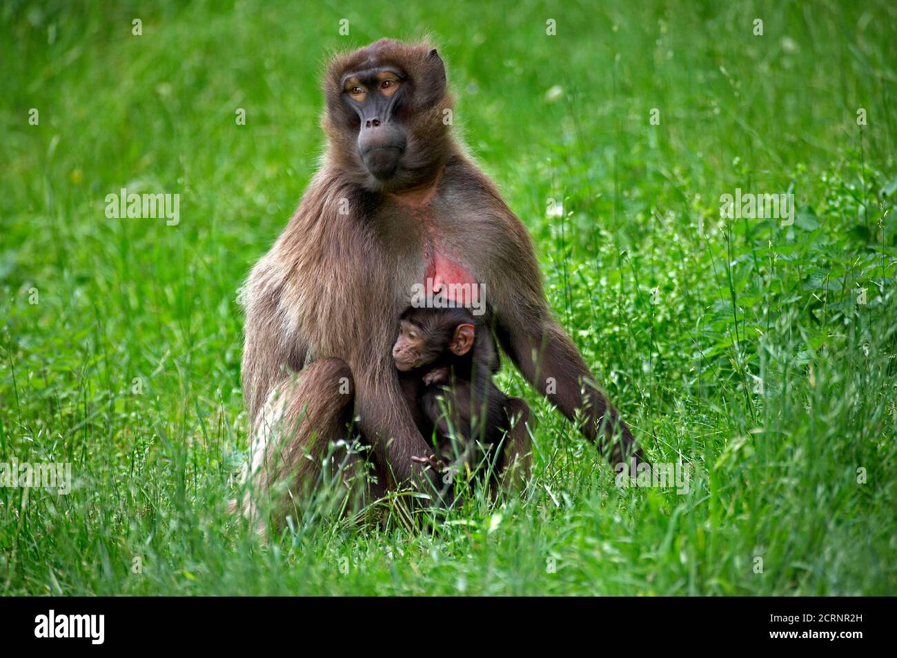 Gelada Baboon, theropithecus gelada, Female with Young sitting on Grass ...