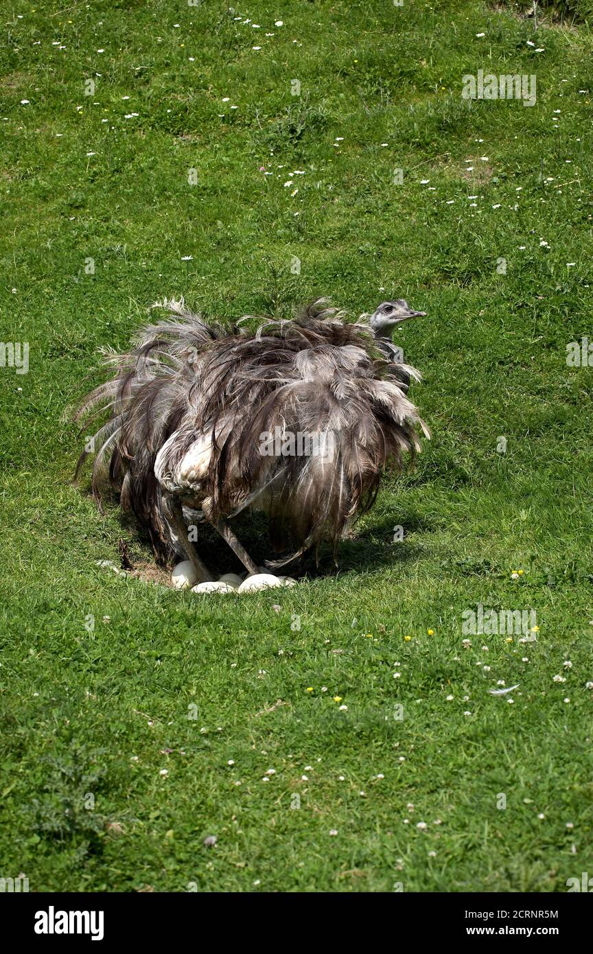 American Rhea, rhea americana, Adult sitting on Eggs in Nest Stock ...