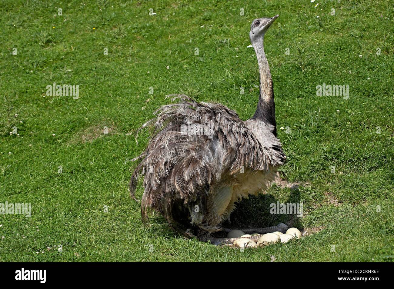 American Rhea, rhea americana, Adult sitting on Eggs in Nest Stock ...