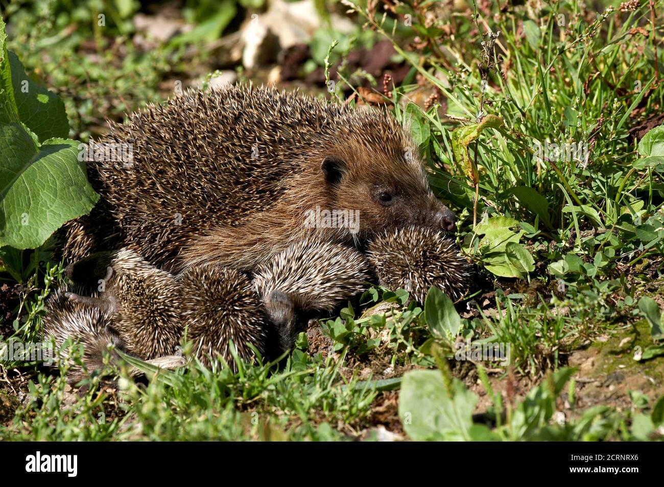 European Hedgehog, erinaceus europaeus, Female with youngs, Normandy ...