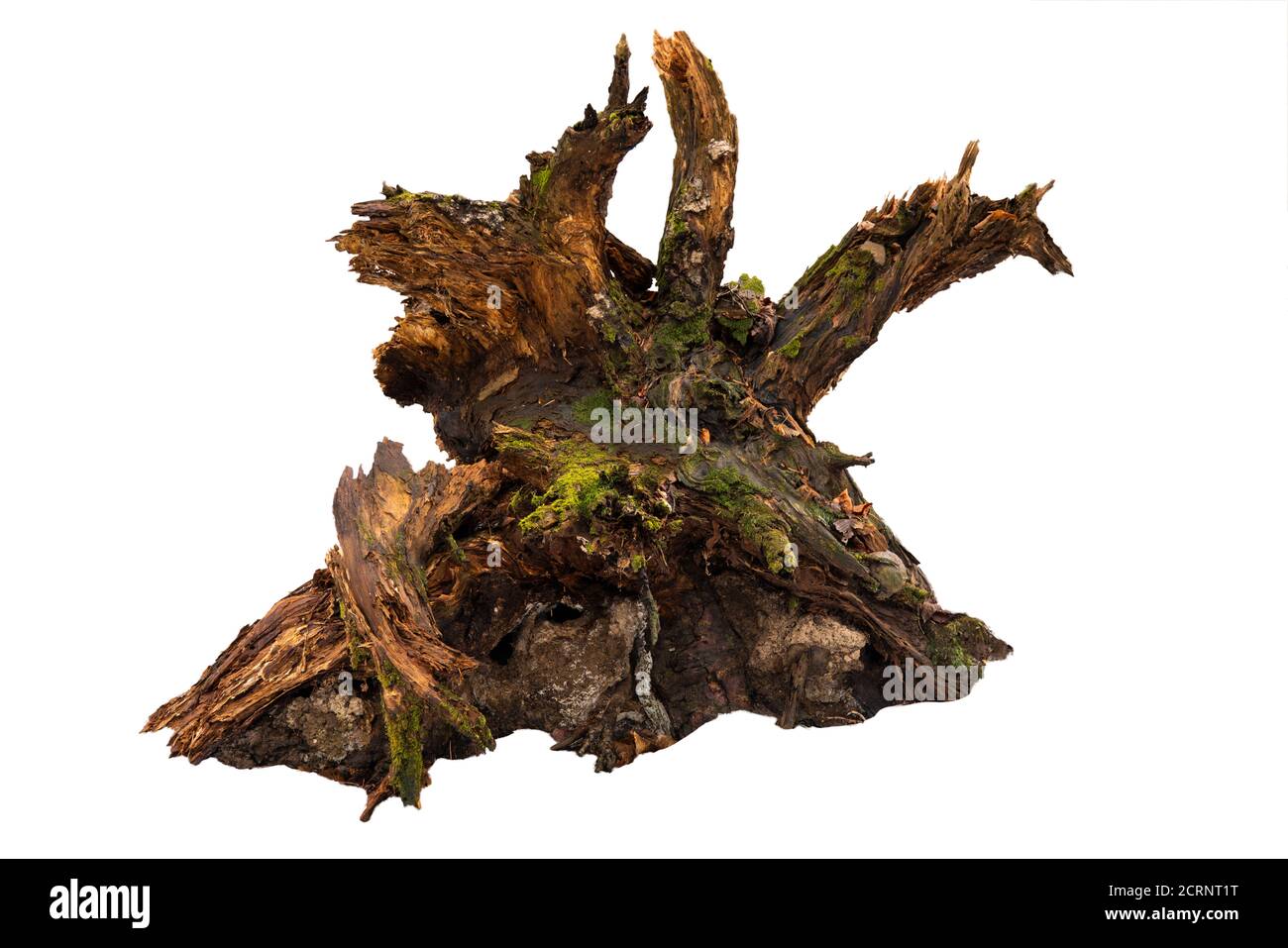 Old tree stump with moss isolated on white Stock Photo - Alamy