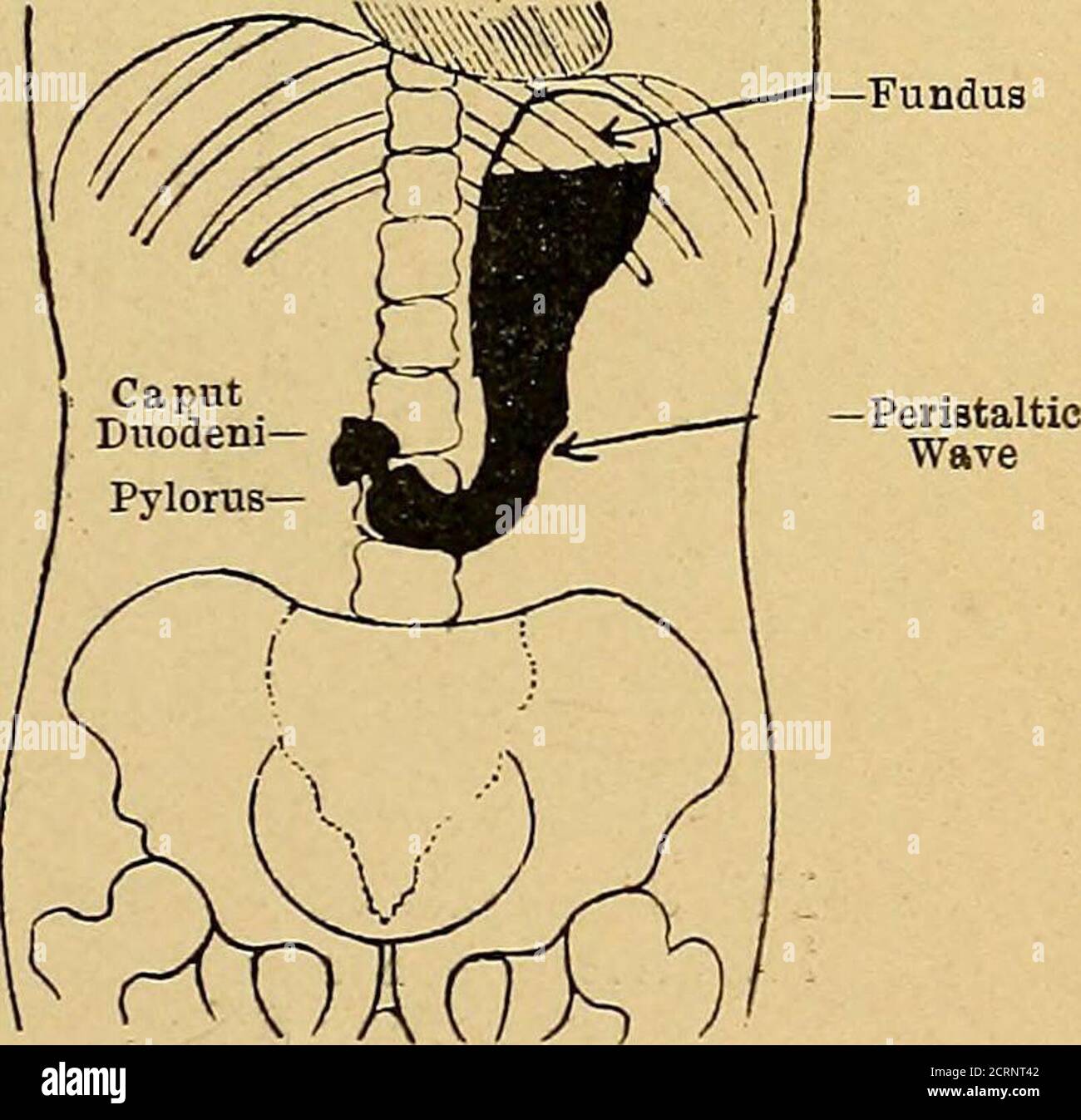 Stomach churning hi-res stock photography and images - Alamy