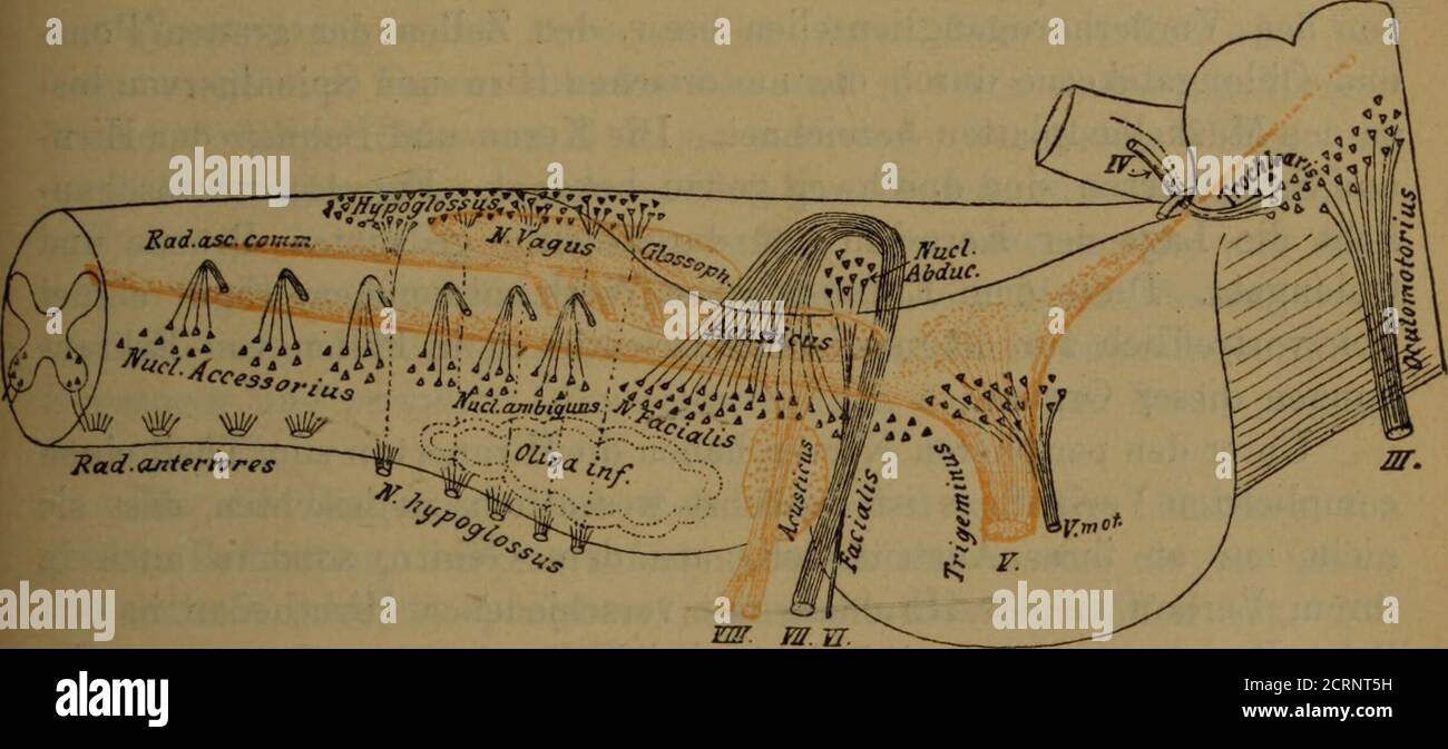 Lendenmark hi-res stock photography and images - Alamy