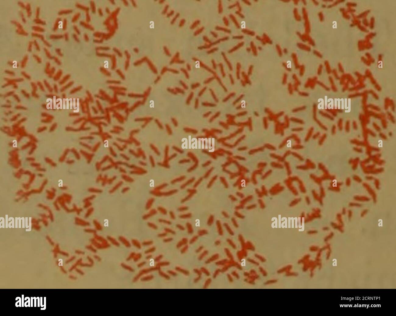 Homog hi-res stock photography and images - Alamy