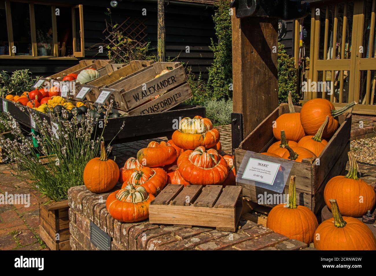 Pumpkins at a farm hi-res stock photography and images - Alamy