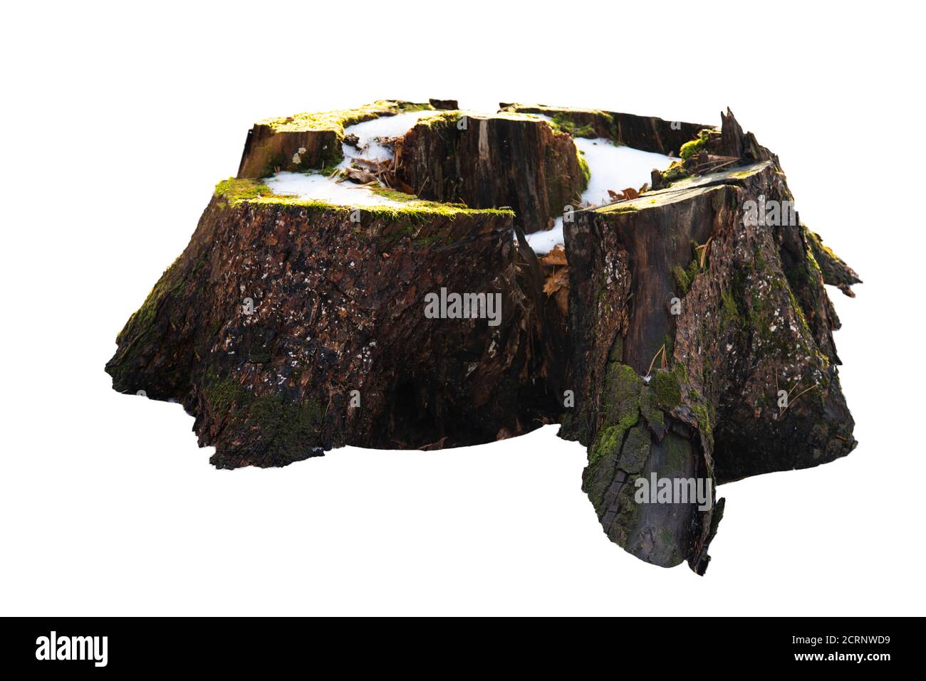 Stump with green moss Cut Out Stock Images & Pictures - Alamy