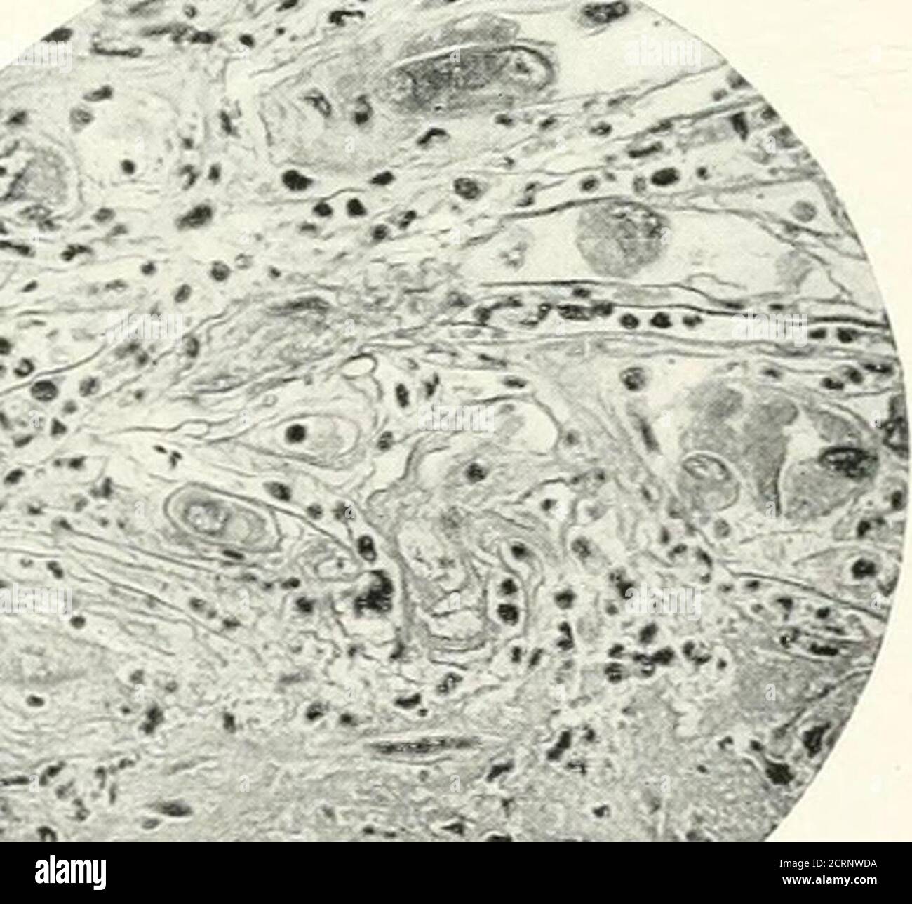 . Radiography, x-ray therapeutics and radium therapy . -i ...
