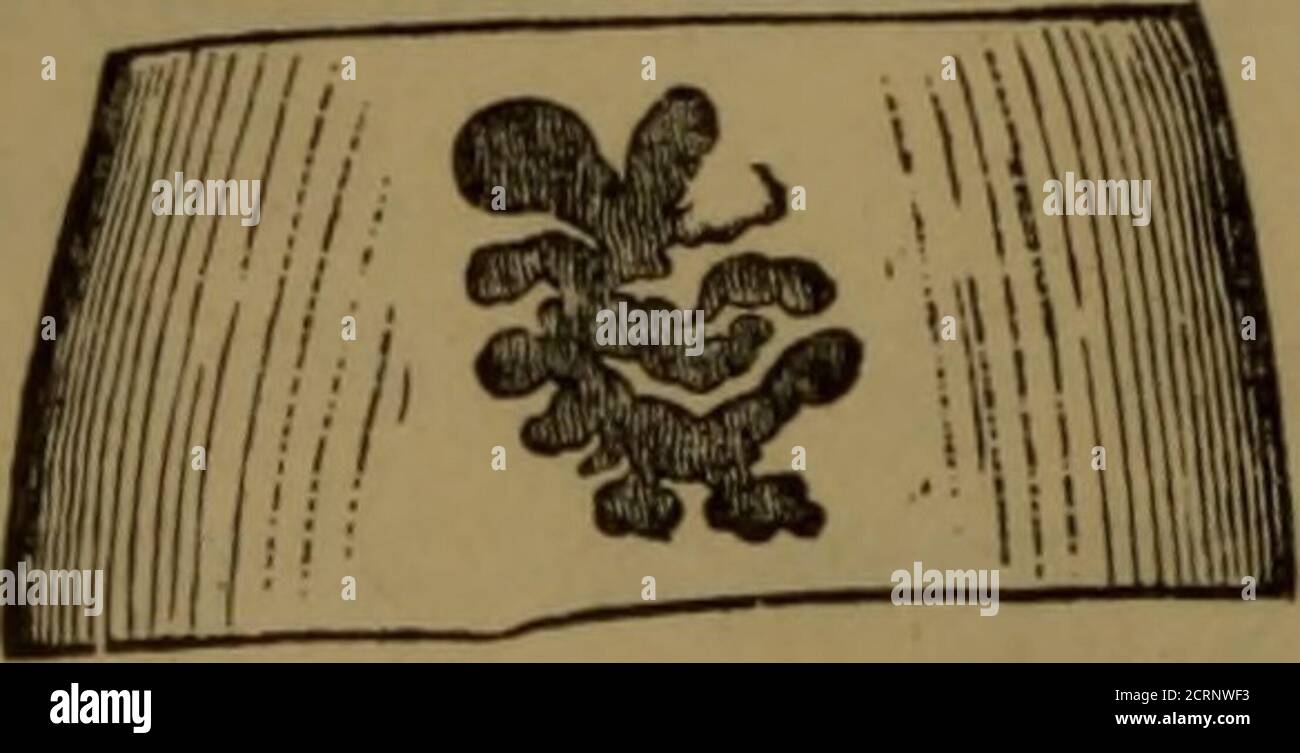 Cephalos hi-res stock photography and images - Alamy